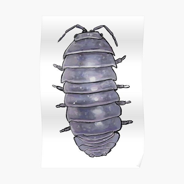"Roly-Poly Pillbug Insect Bug Illustration Nature Artwork " Poster for ...