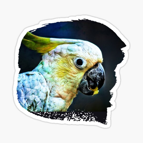 "COCKATOO" Sticker for Sale by MidnightStudio | Redbubble