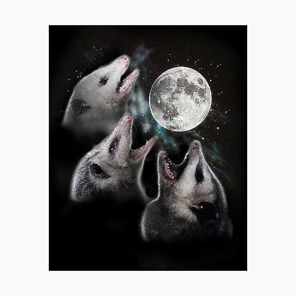 "3 Opossum Moon" Photographic Print for Sale by evilkidart | Redbubble