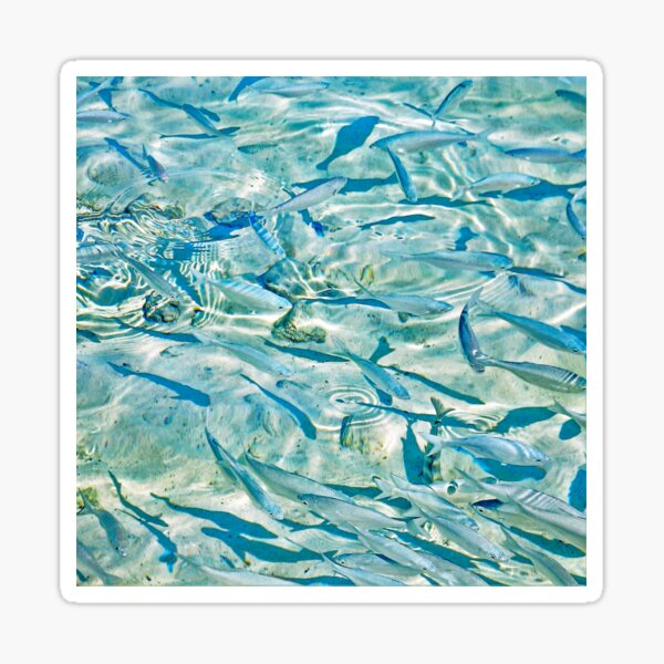 "Tropical Fish in Shallow Sea Water" Sticker for Sale by lukefranklin65 ...