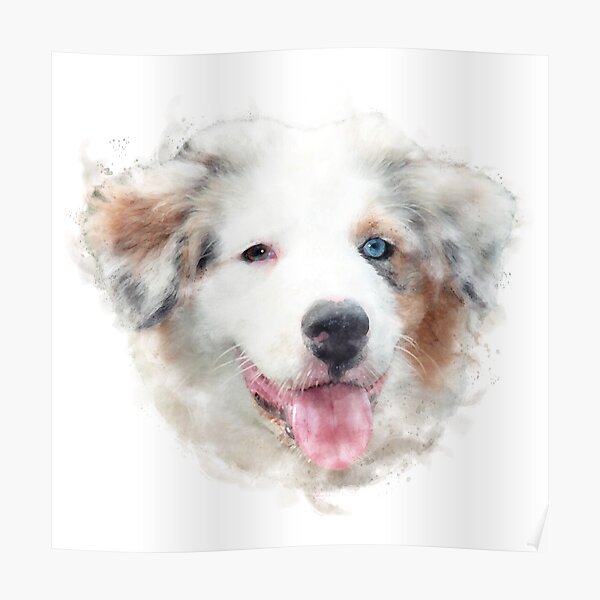"Australian Shepherd Puppy Watercolour Artwork" Poster for Sale by ...