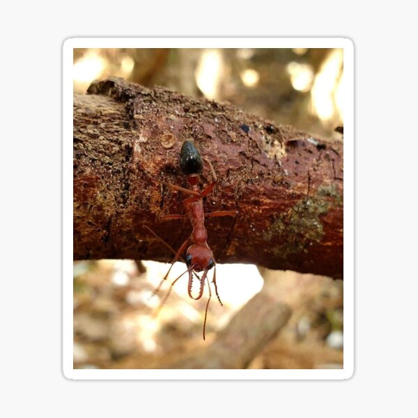 "Ant" Sticker for Sale by Lovinglife2022 | Redbubble