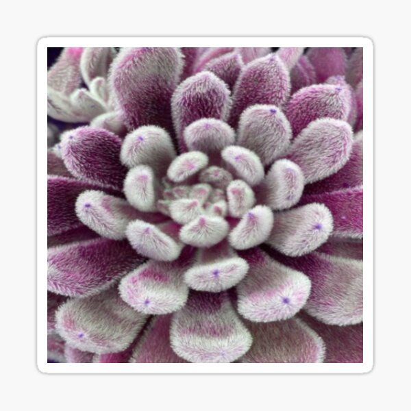"Purple Fluffy Succulent Plant" Sticker for Sale by lets-travel | Redbubble