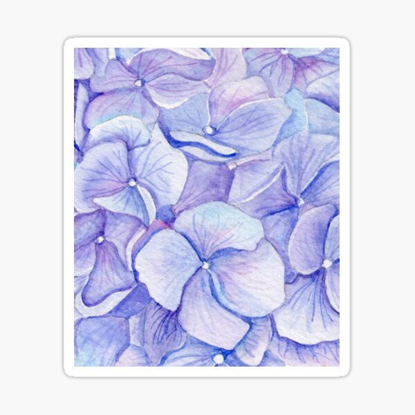 "Mophead Hydrangea: Blue Purple" Sticker for Sale by CuteMaster | Redbubble