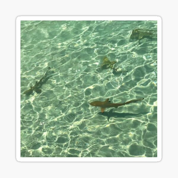 "Crystal Aqua Blue Clear Ocean Water With Little Sharks" Sticker for ...