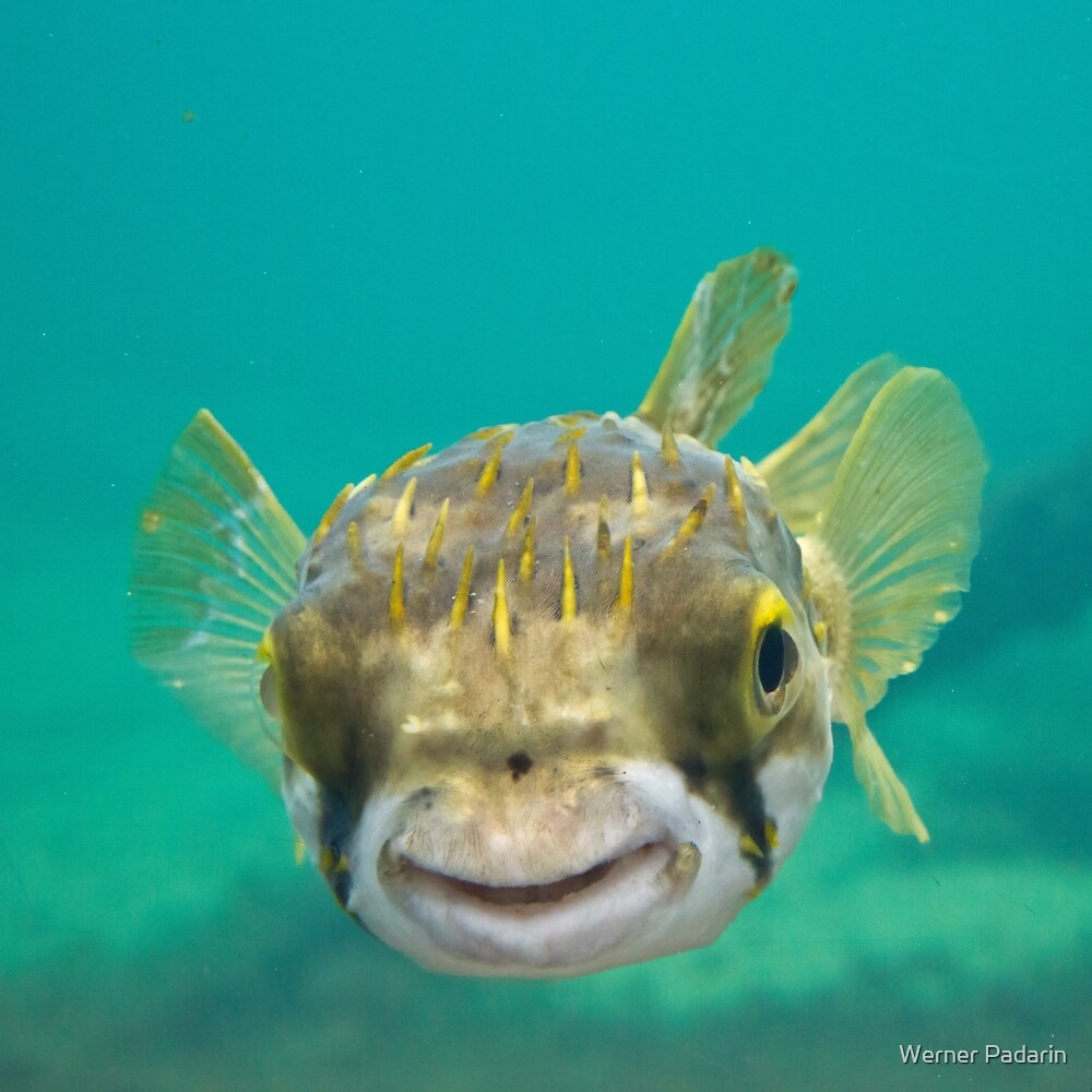 "Globe Fish" by Werner Padarin | Redbubble