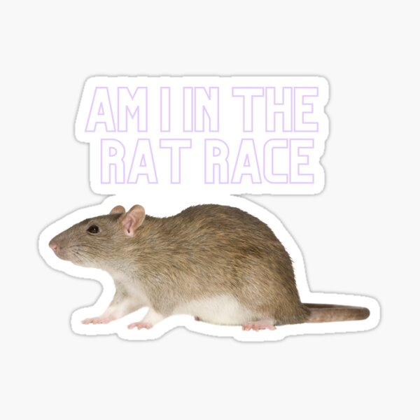 "rat race" Sticker for Sale by LEOPARDROCKS | Redbubble