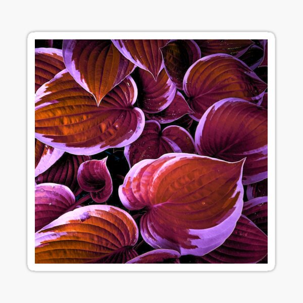 "Colorful foliage - a plant with brown leaves" Sticker for Sale by ...