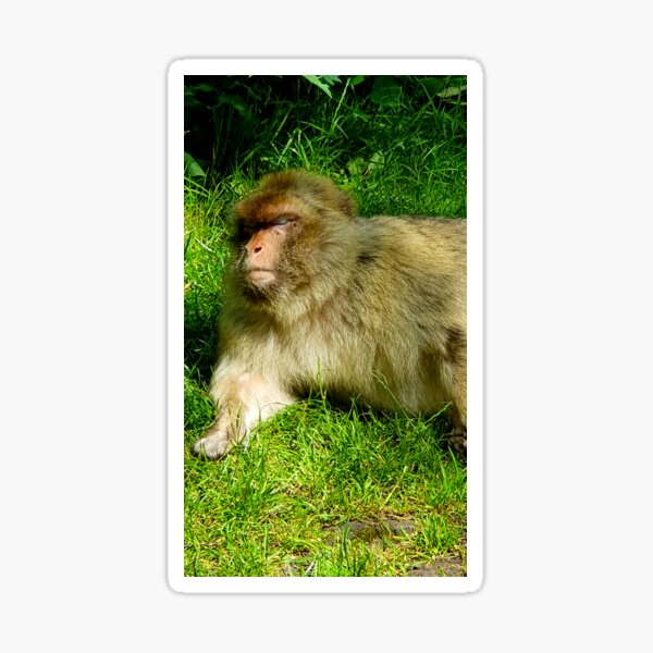 "SLEEPING MONKEY" Sticker for Sale by ALICIALEE6 | Redbubble