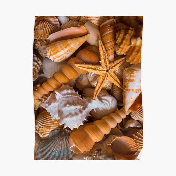 "Seashell Travel Starfish Yoga Meditation" Poster for Sale by ...