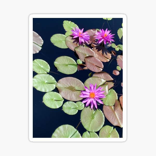 "Water Lily" Sticker for Sale by WandringRivrArt | Redbubble