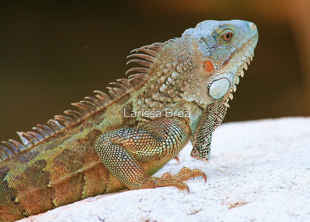 "Blue Head Iguana" by Larissa Brea | Redbubble