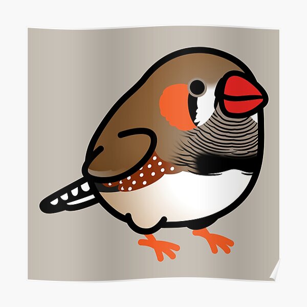 "Chubby Brown Zebra Finch with Orange Feet" Poster for Sale by birdhism ...