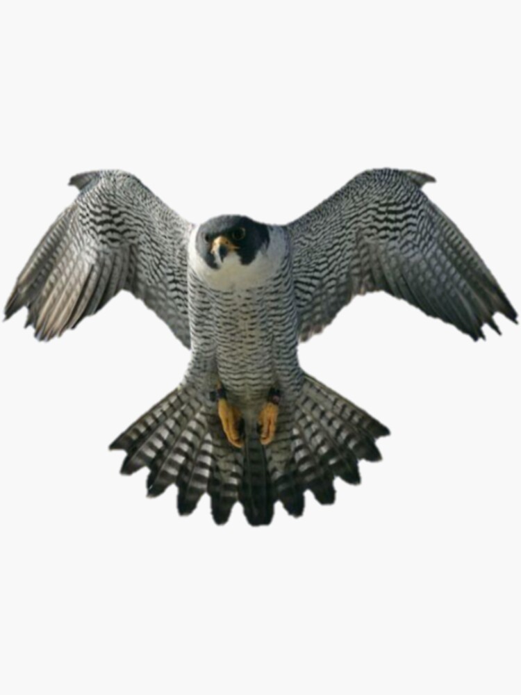 "Shaheen bird" Sticker for Sale by Autoplush | Redbubble