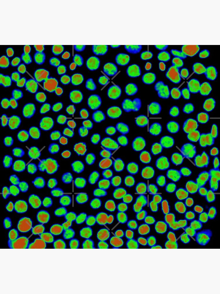 "Red and Green nuclei in epithelial cells. Express yourself with ...