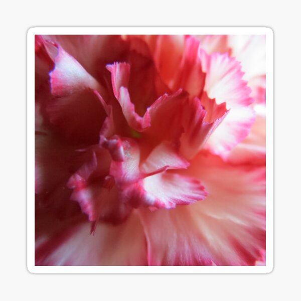 "Carnation" Sticker for Sale by trueblvr | Redbubble