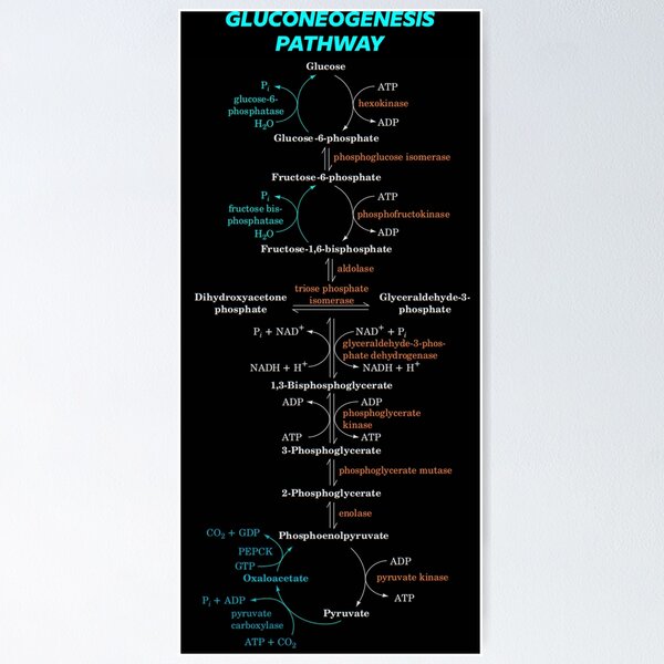 Gluconeogenesis Structures Gluconeogenesis Poster For Instructors And