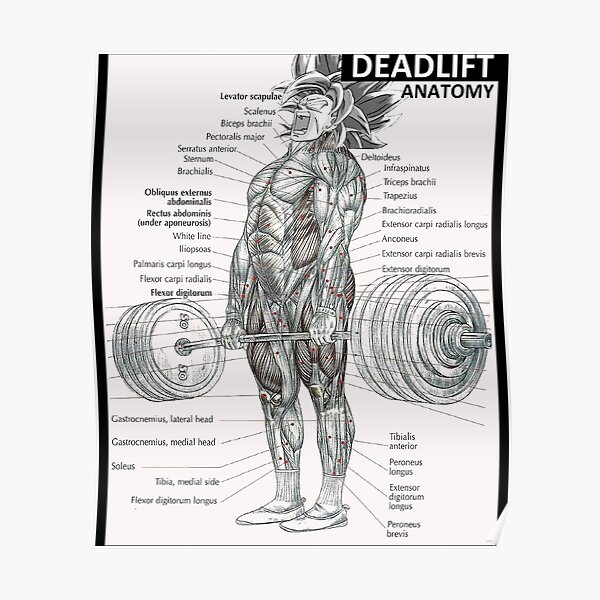 "Deadlift Muscle Chart - Anatomy Diagram - Anime Gym Motivational ...