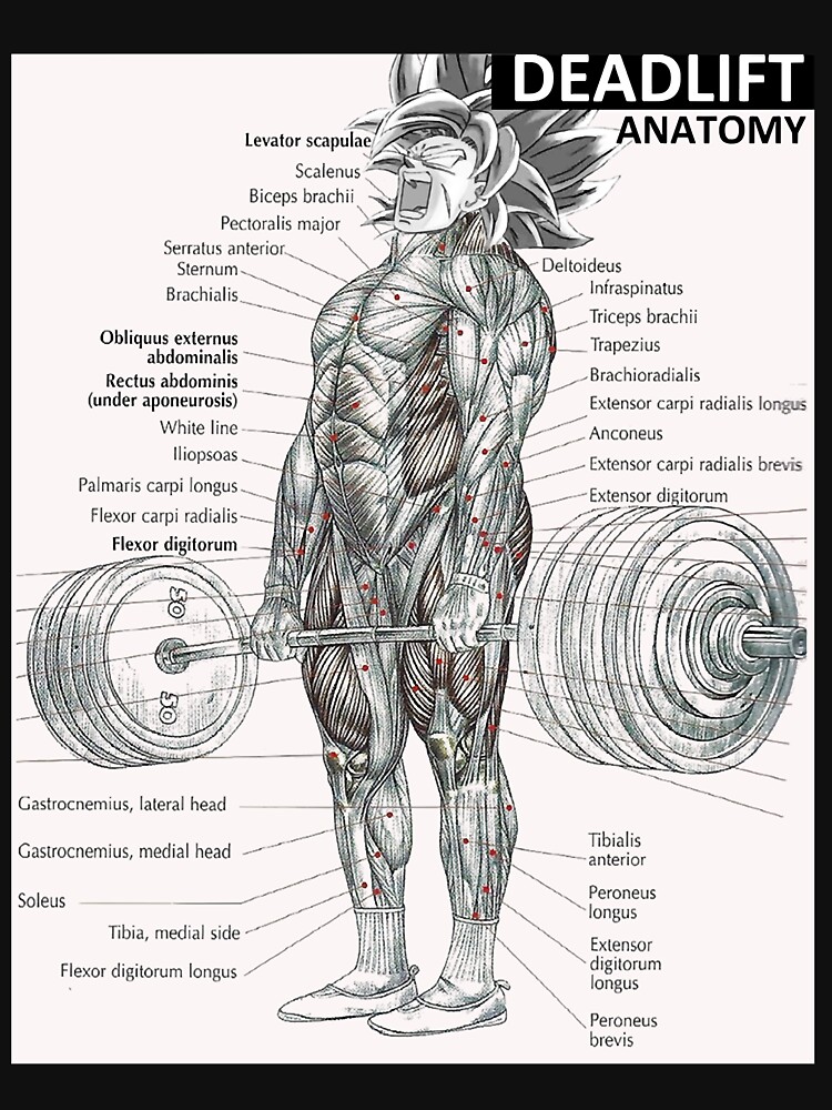 "Deadlift Muscle Chart - Anatomy Diagram - Anime Gym Motivational ...