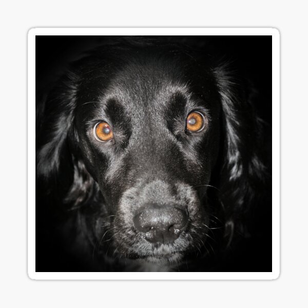 "Black Dog" Sticker for Sale by JEZ22 | Redbubble