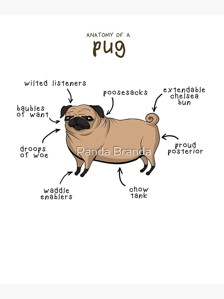 "Pug Anatomy Art Design" Poster for Sale by CrusaderStore | Redbubble