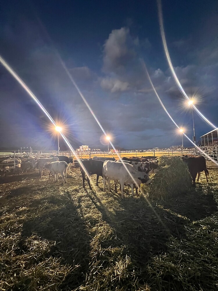 "Cattle at the Rodeo" Poster for Sale by acadwall | Redbubble