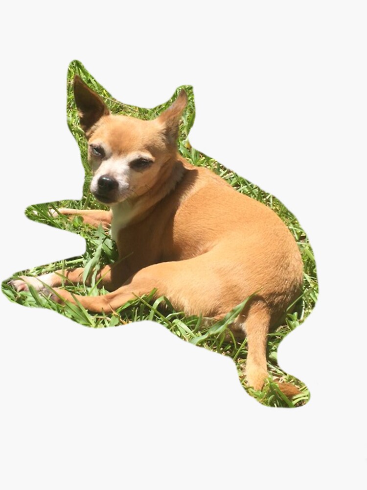 "Paco" Sticker for Sale by Ijust | Redbubble