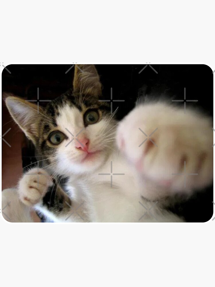 "Cat punch meme" Sticker for Sale by NabilsDesign | Redbubble