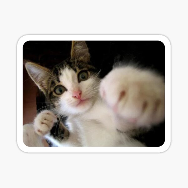 "Cat punch meme" Sticker for Sale by NabilsDesign | Redbubble