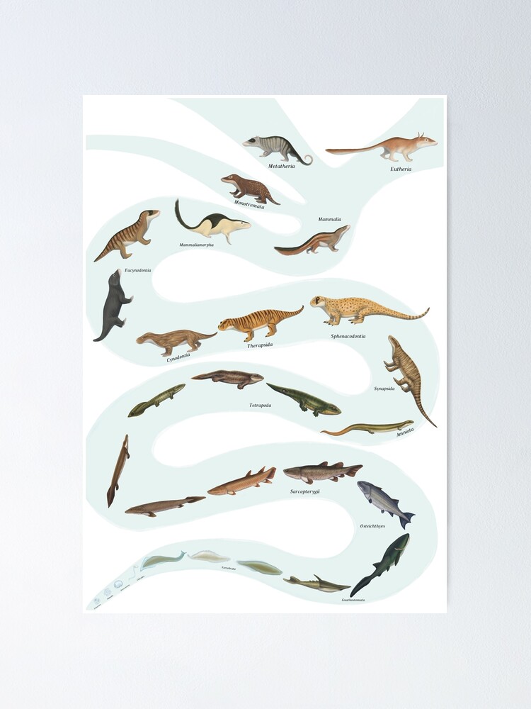 "Mammal evolution" Poster for Sale by synapsid | Redbubble