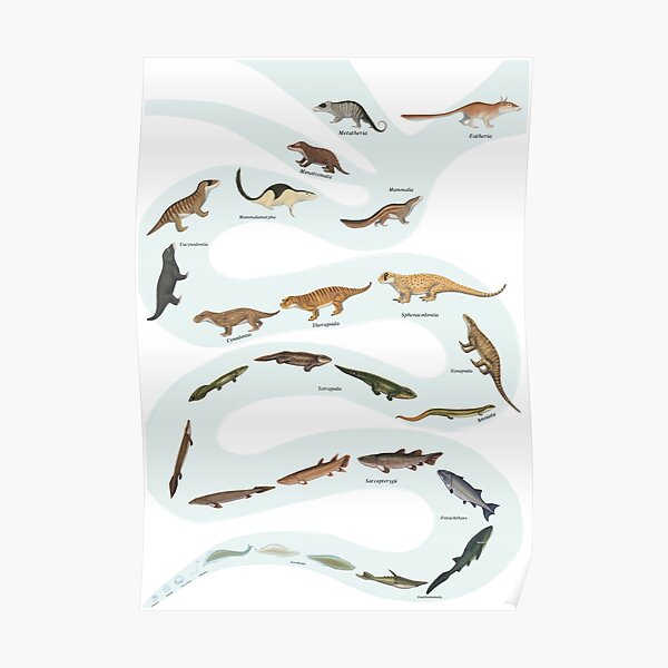 "Mammal evolution" Poster for Sale by synapsid | Redbubble