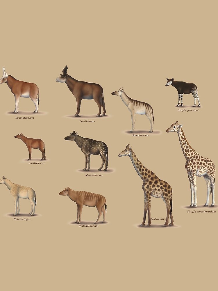 "Giraffidae- giraffe, okapi, and their extinct relatives." Drawstring ...