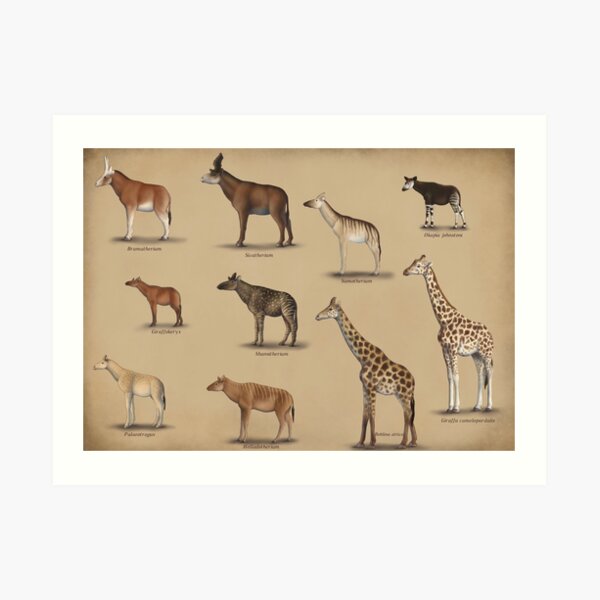 "Giraffidae- giraffe, okapi, and their extinct relatives." Art Print ...