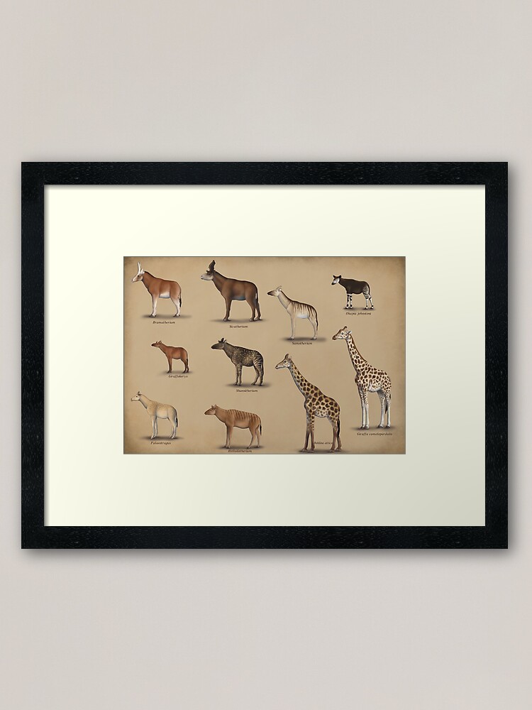"Giraffidae- giraffe, okapi, and their extinct relatives." Framed Art ...