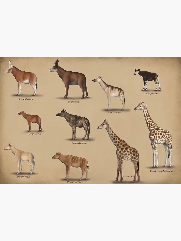 "Giraffidae- giraffe, okapi, and their extinct relatives." Art Print ...