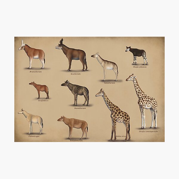 "Giraffidae- giraffe, okapi, and their extinct relatives." Photographic ...