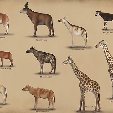 "Giraffidae- giraffe, okapi, and their extinct relatives." Photographic ...