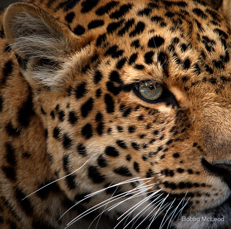 "Leopard Focus" by Bobby McLeod | Redbubble