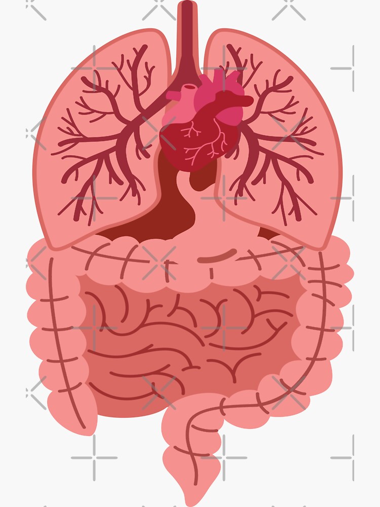 "Internal human body organs costume" Sticker for Sale by brynscully ...