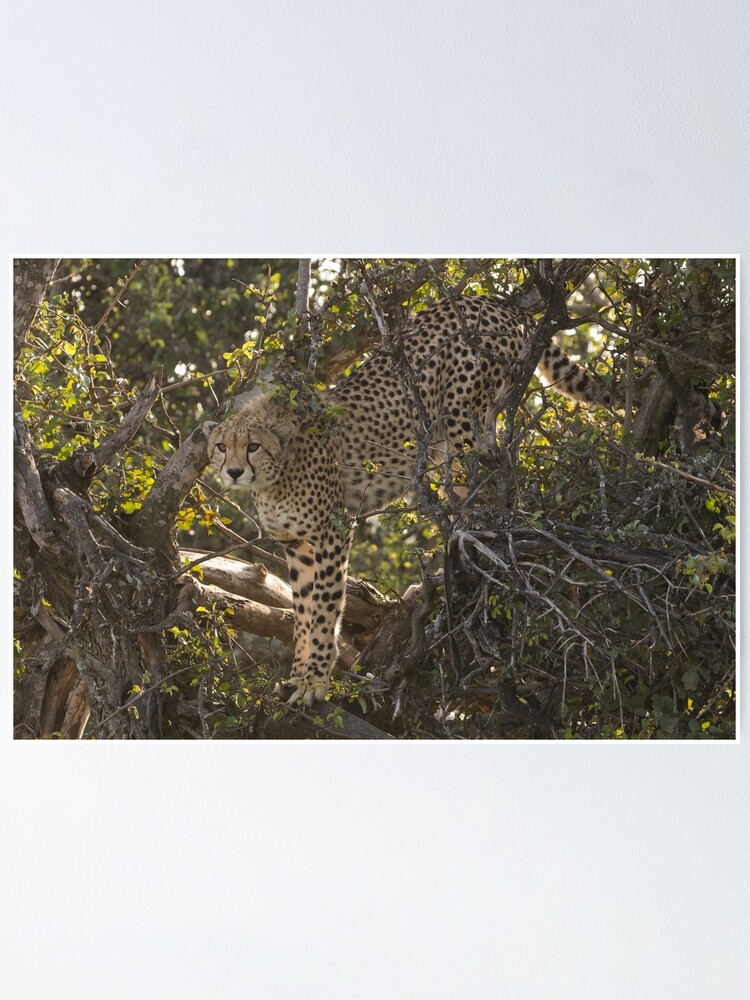 "Cheetah" Poster for Sale by FlyladyphotoBWC | Redbubble