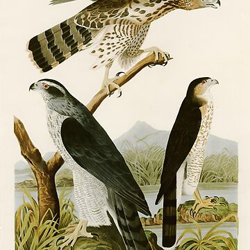 "Goshawk Stanley Hawk - John James Audubon Birds of America" Sticker ...
