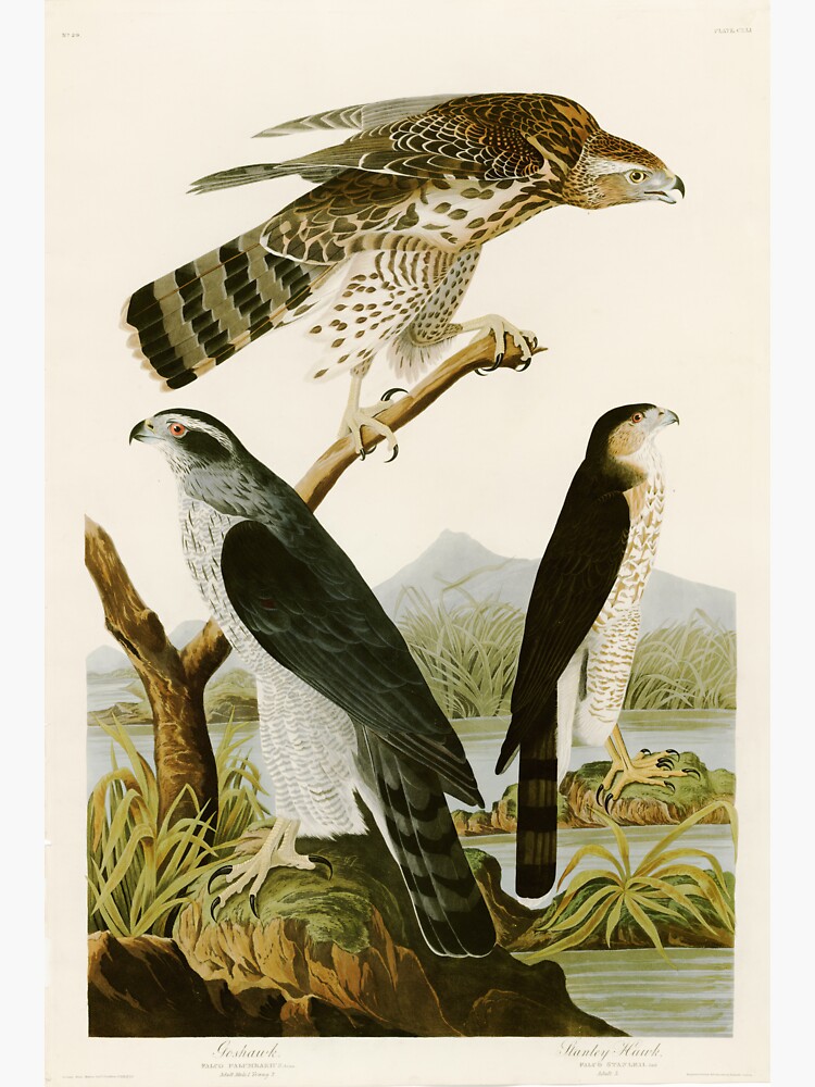 "Goshawk Stanley Hawk - John James Audubon Birds of America" Sticker ...