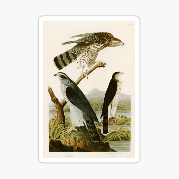 "Goshawk Stanley Hawk - John James Audubon Birds of America" Sticker ...
