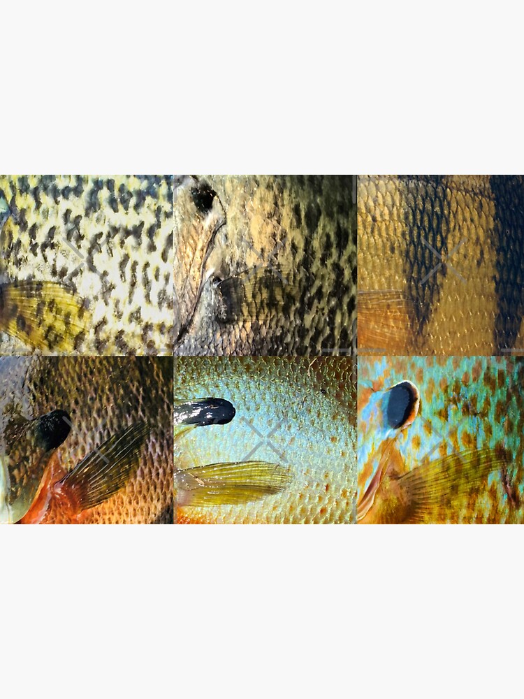 "Panfish Skin Patterns (Natural) Multiple" Sticker for Sale by CJRPics ...