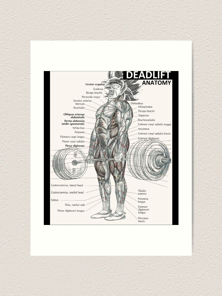 "Deadlift Muscle Chart Anatomy Diagram Anime Gym Motivational Active T ...
