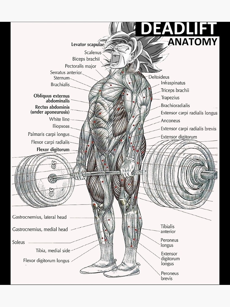 "Deadlift Muscle Chart Anatomy Diagram Anime Gym Motivational Active T ...