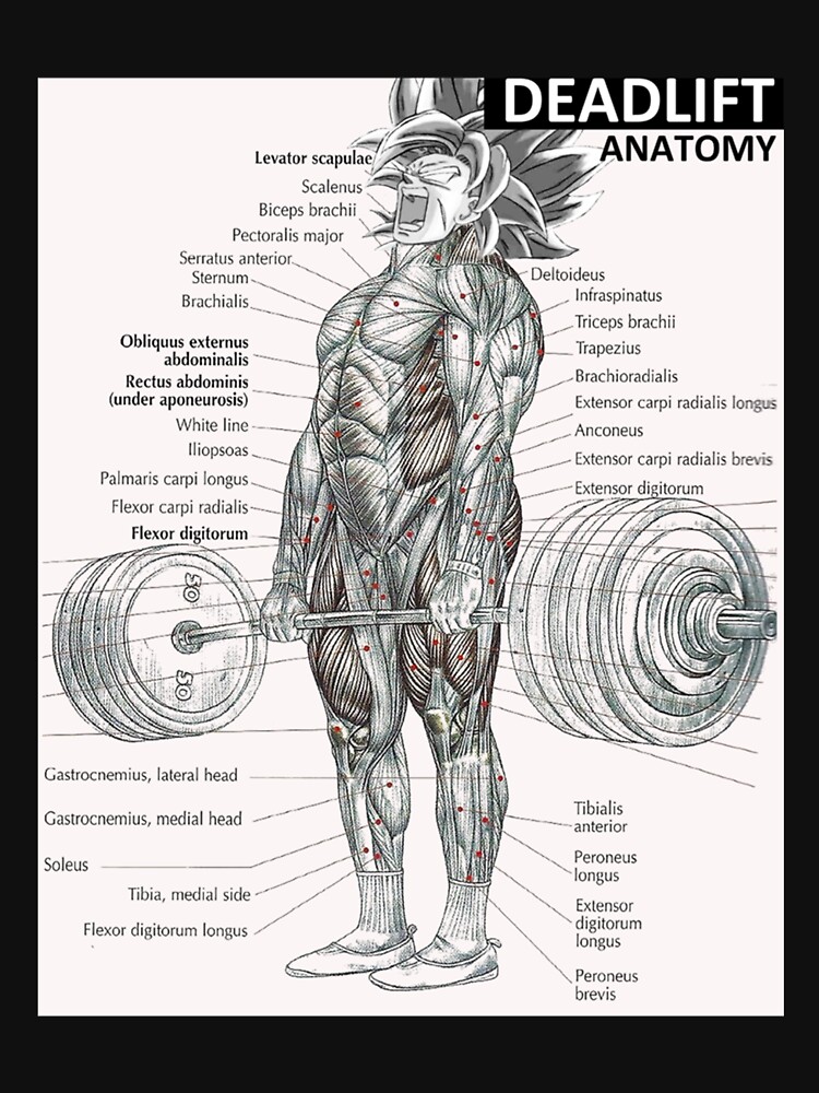 "Deadlift Muscle Chart Anatomy Diagram Anime Gym Motivational Active T ...