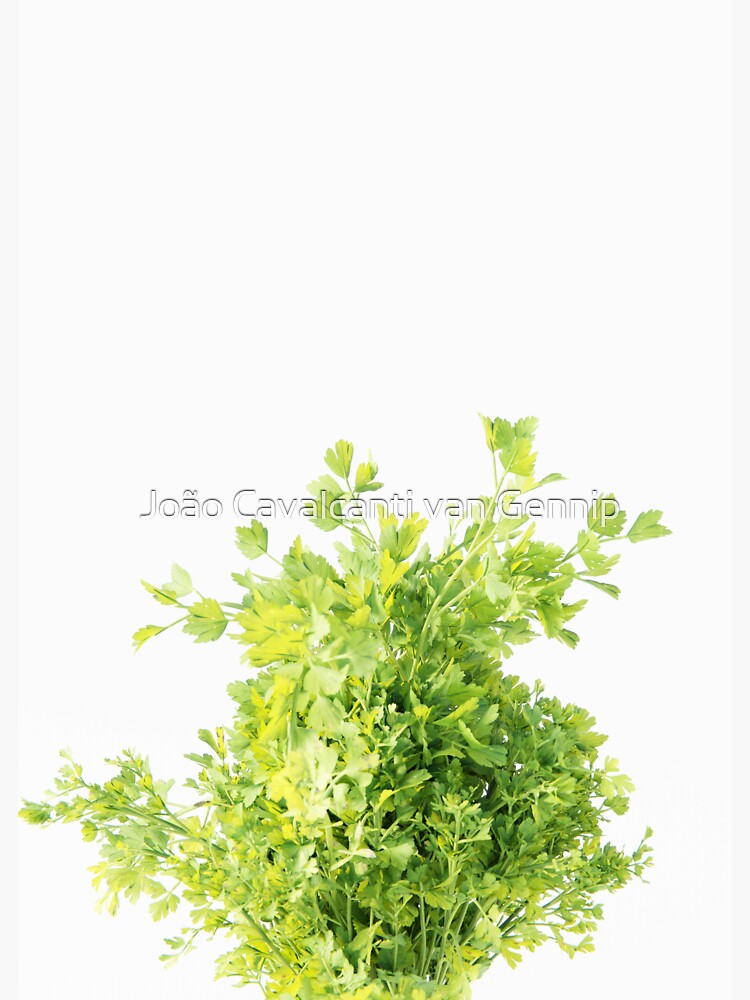 "Parsley - PLANT3D 00081" Sticker for Sale by jcvangennip | Redbubble
