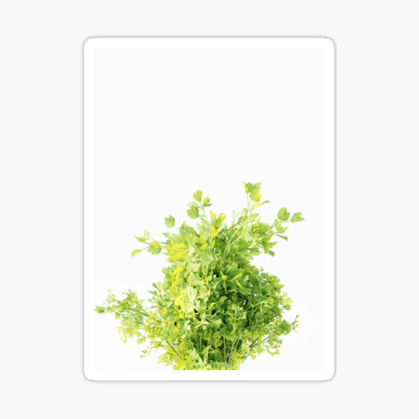 "Parsley - PLANT3D 00081" Sticker for Sale by jcvangennip | Redbubble