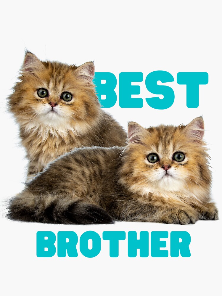 "best brother cat cat sticker" Sticker for Sale by catall | Redbubble